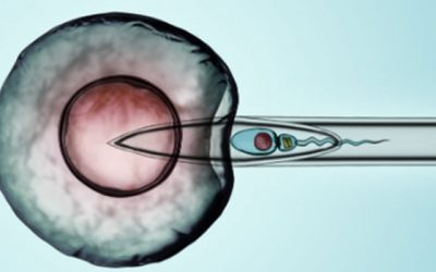 IVF, Fertility and Ob-Gyn Blog By Dr. Jay Mehta | Shree IVF Clinic